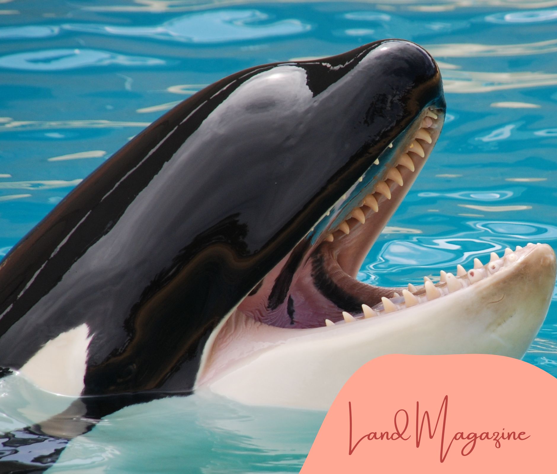 Le orche: Tre Curiosità su uno dei Predatori più Affascinanti dell ...