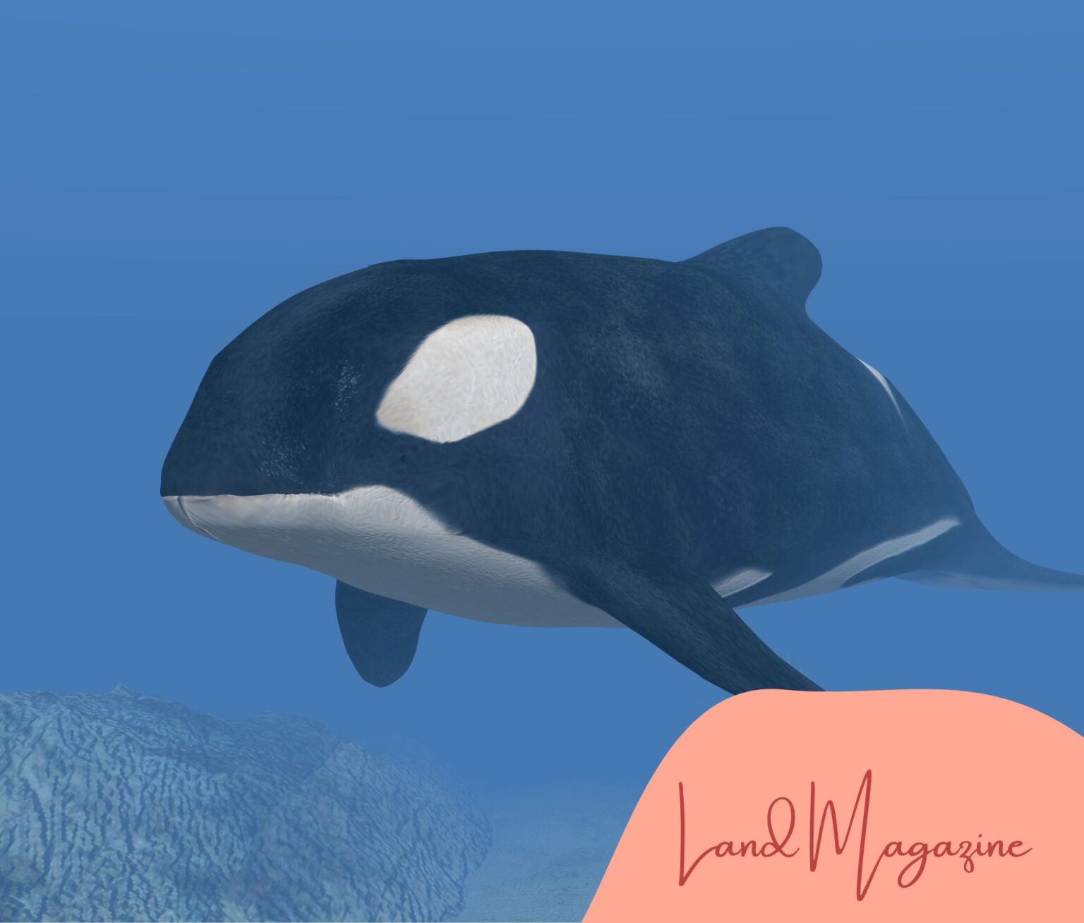 Le orche: Tre Curiosità su uno dei Predatori più Affascinanti dell ...